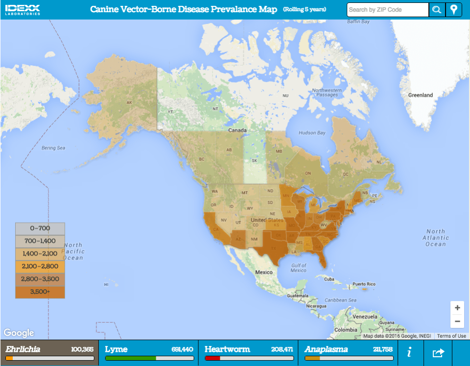 Lyme Disease Rash: What Everyone Needs to Know - Online Dermatology